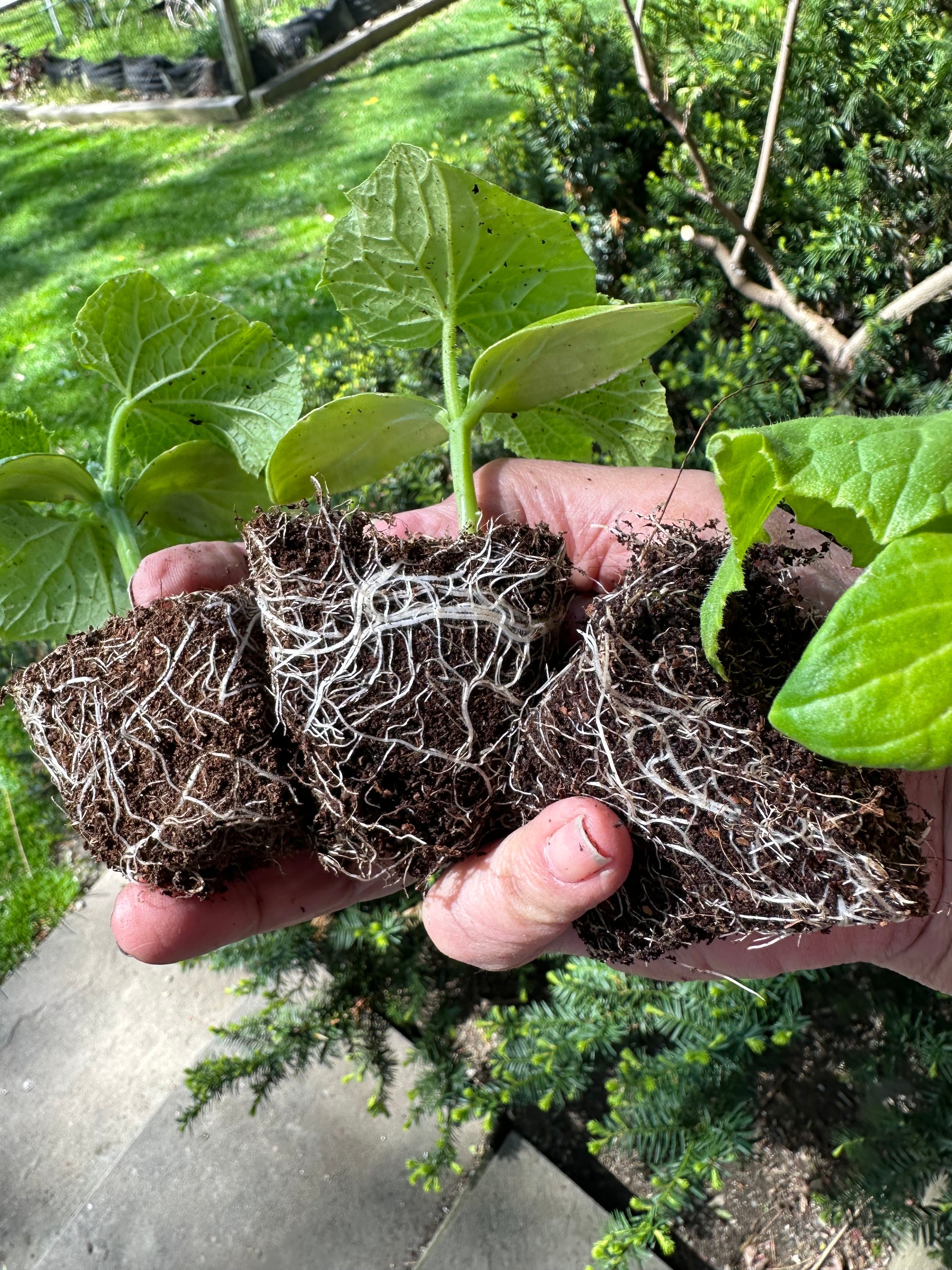 The Ultimate Guide to Starting Seedlings Indoors – Sol Soils
