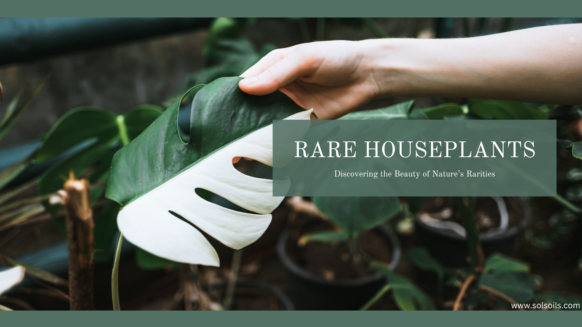 Rare House Plants to Transform Your Space | Sol Soils